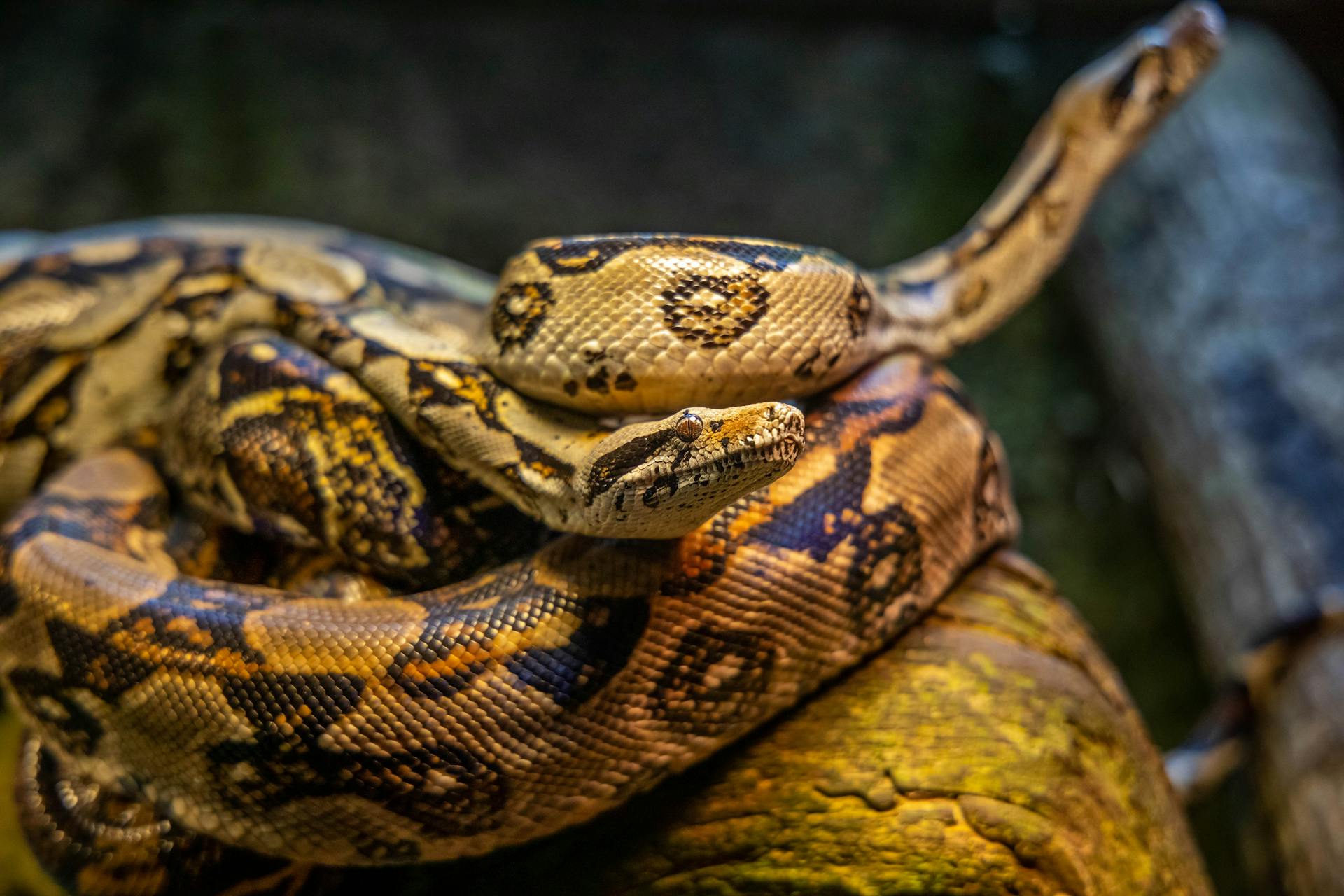 How to Play with Your Snake: A Guide to Chilling With Your Snek ...